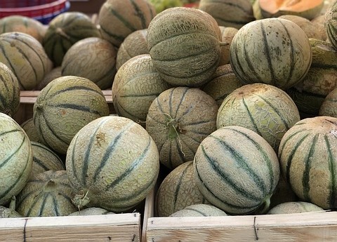 Cantaloupes – Try the different varieties – Culinary Journeys, LLC